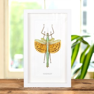 Giant Winged Walking Stick in Box Frame paracyphocrania - Etsy