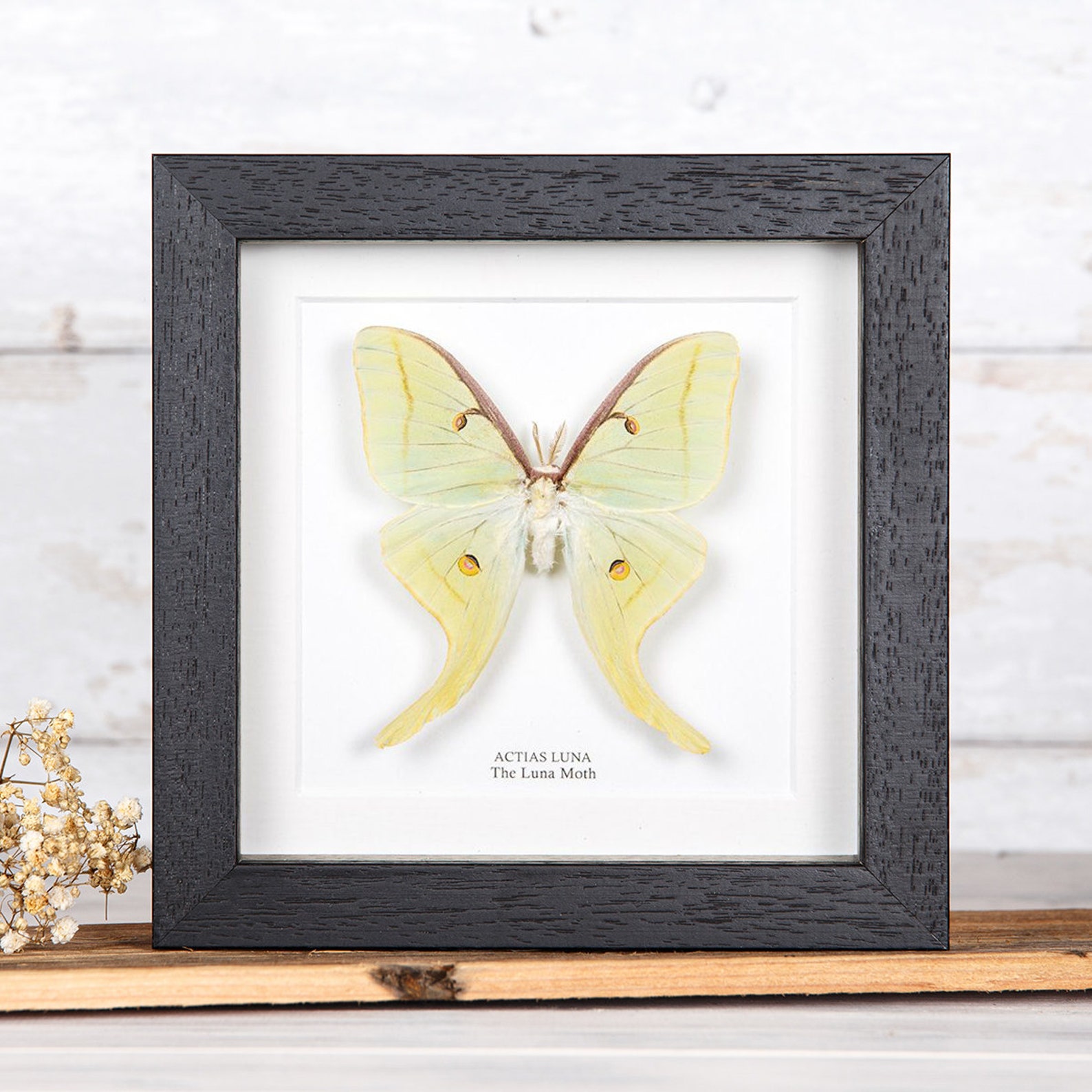 The Luna Moth in Box Frame actias Luna - Etsy
