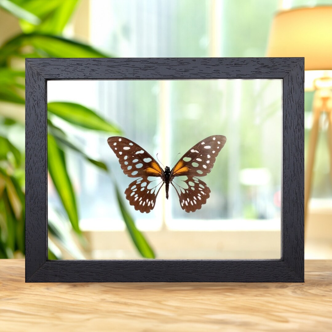 Regal Swallowtail in Clear Glass Box Frame (papilio Rex) - Etsy
