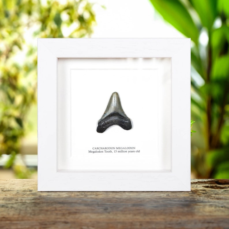 2 Inch Megalodon Shark Tooth Fossil Frame (carcharodon Megalodon) - Etsy