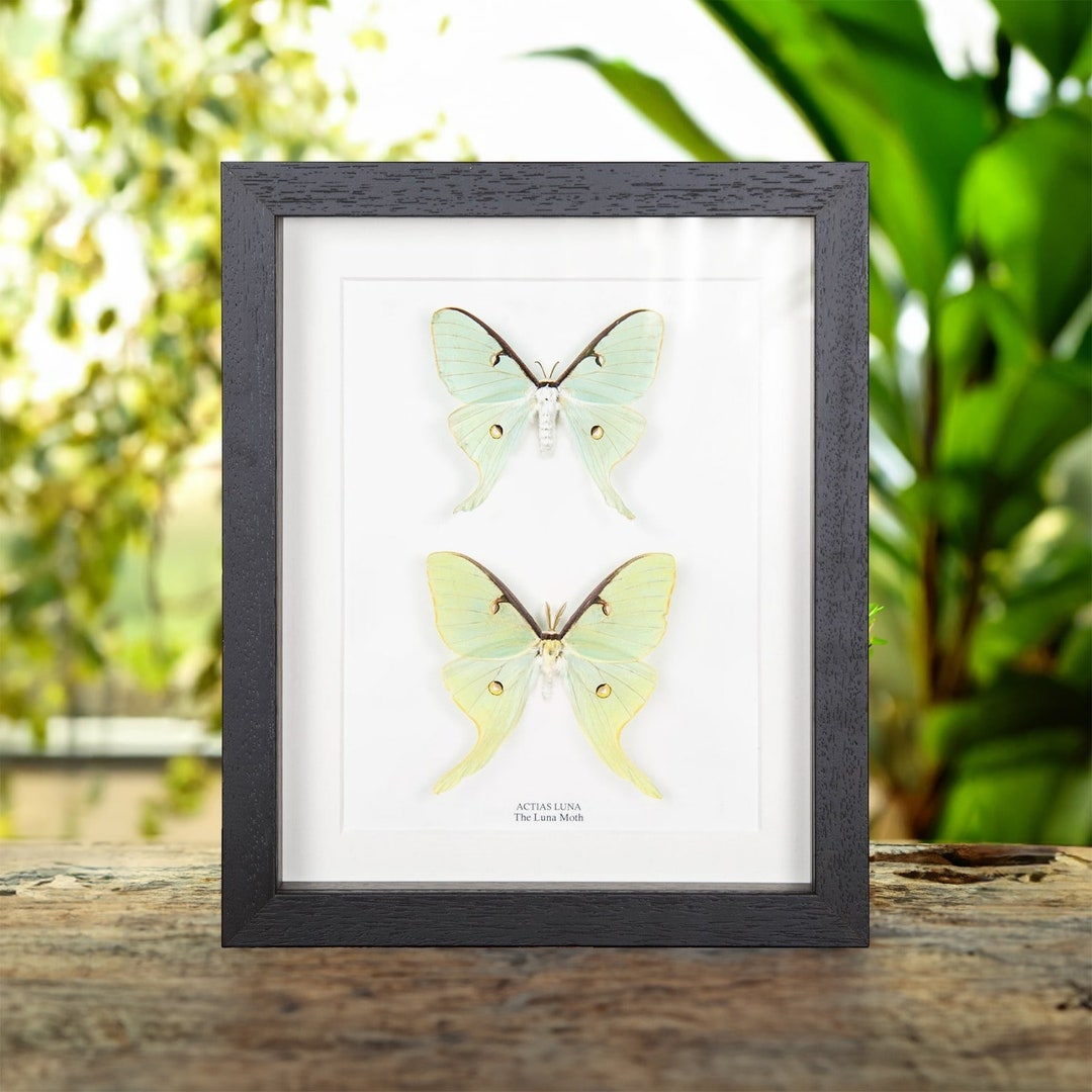 Luna Moth Male & Female Pair in Box Frame (actias Luna) - Etsy