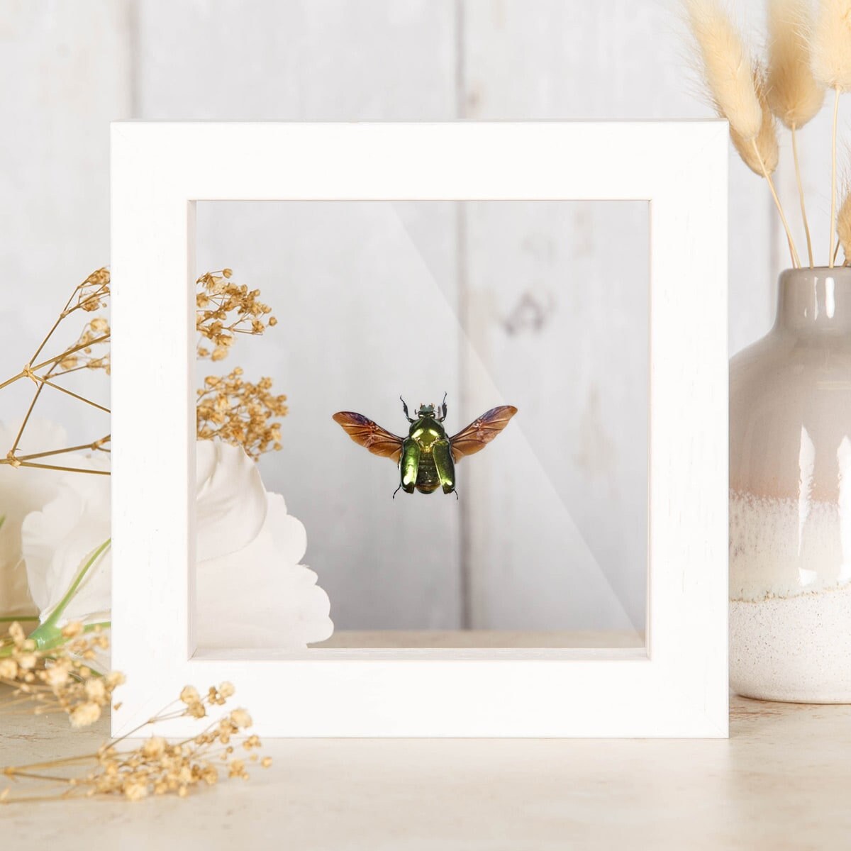 Asian Flower Beetle in Clear Glass Frame agestrata Orichalca - Etsy