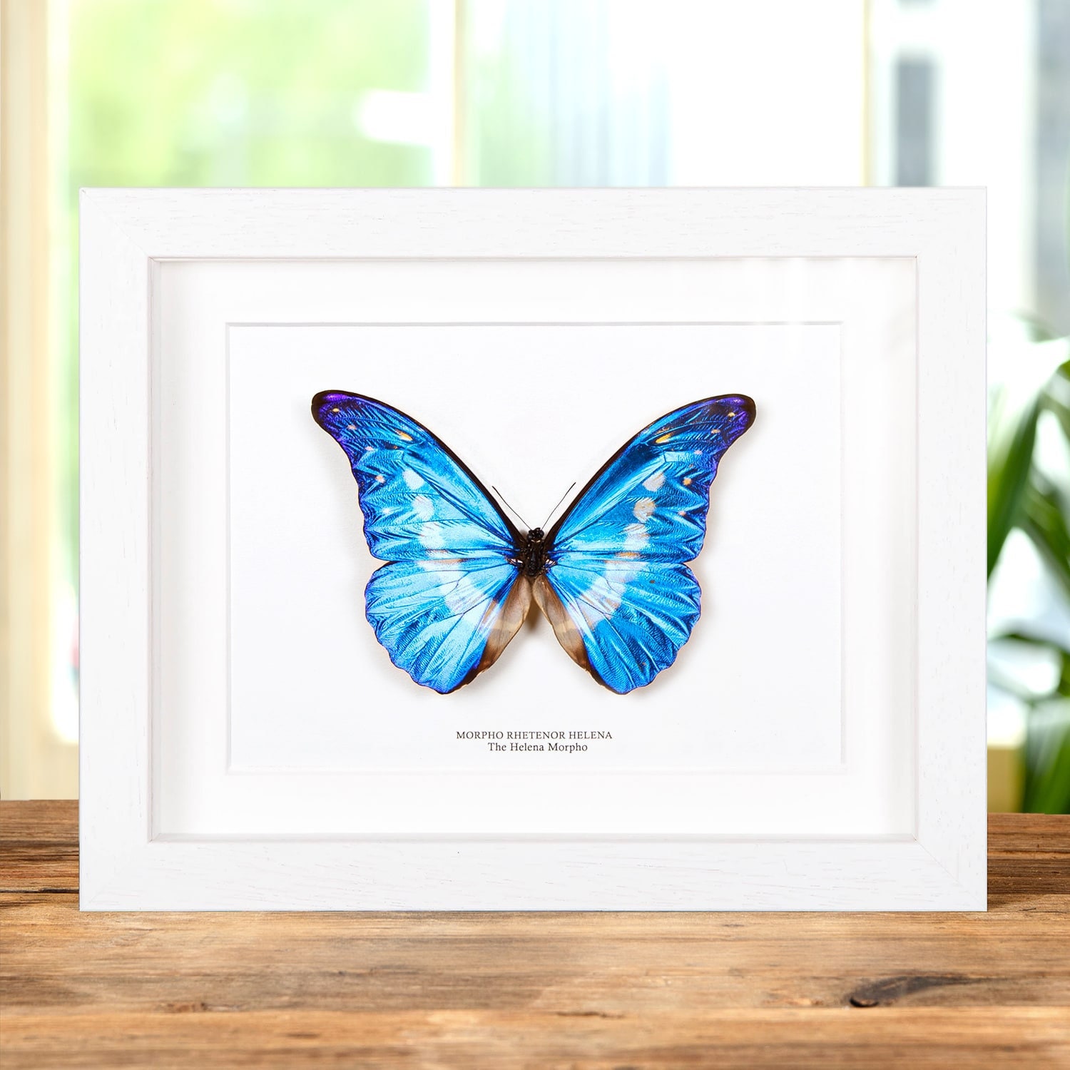 Helena Morpho Butterfly in Box Frame morpho Rhetenor Helena | Etsy