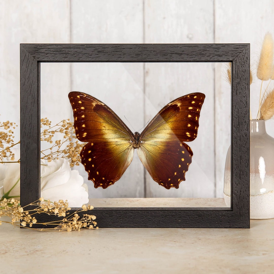 Hercules Morpho in Clear Glass Frame morpho Hercules Diadema - Etsy