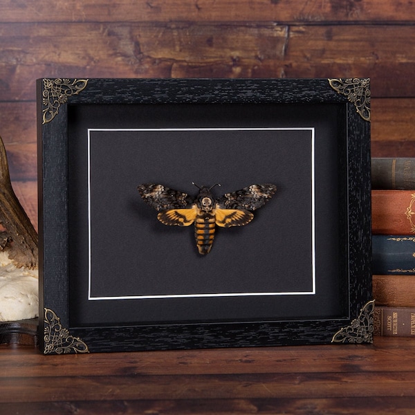 Hawk Moth - Etsy