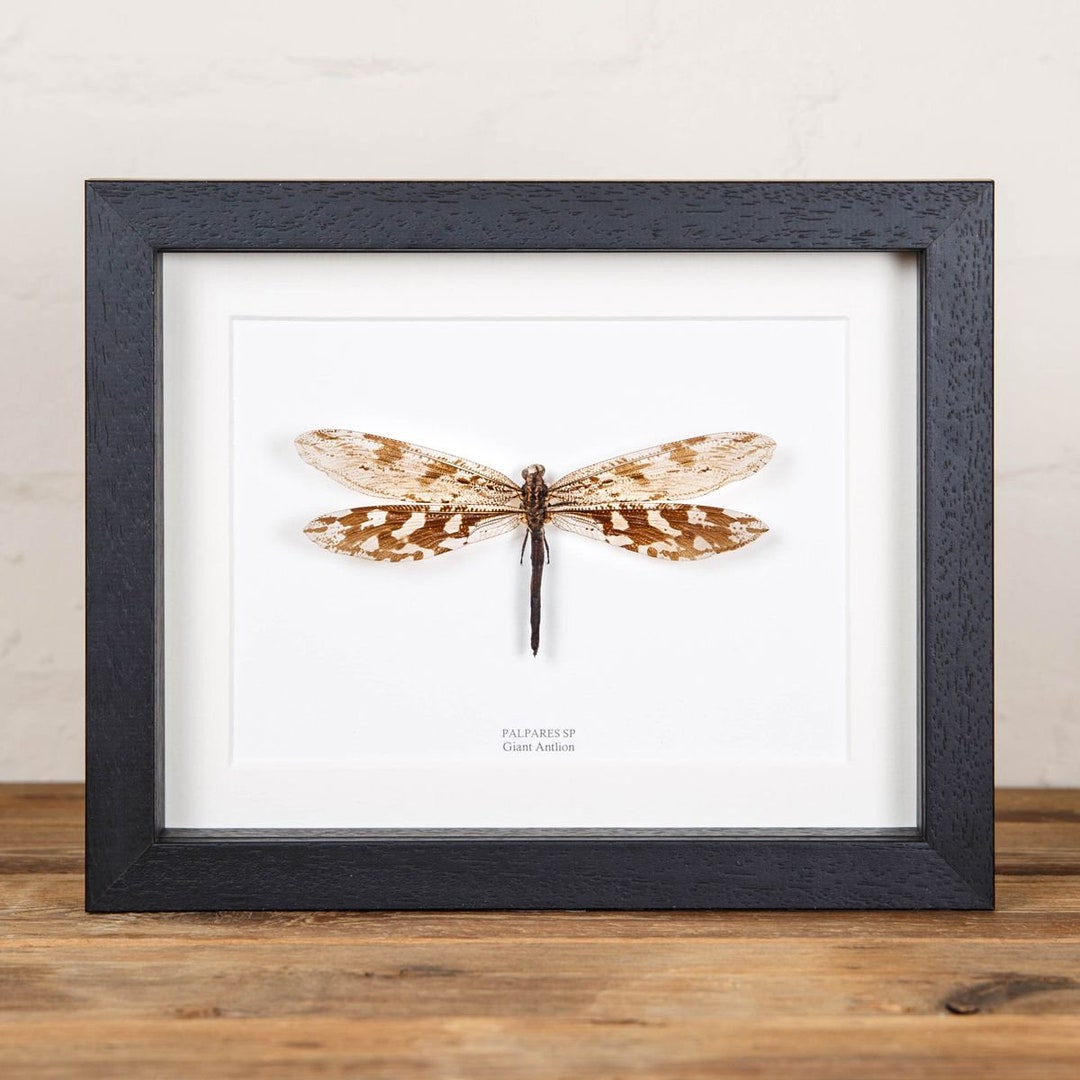 Giant Antlion in Box Frame palpares Sp. - Etsy