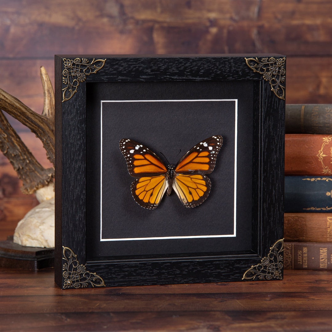 Monarch Butterfly in Baroque Style Box Frame - Etsy