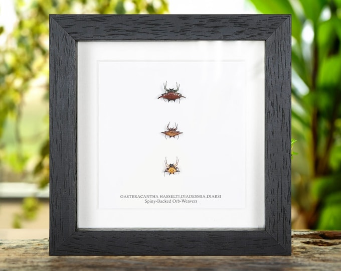 Authentic Framed Giant Tarantula and Black Scorpion Taxidermy Real Bug ...