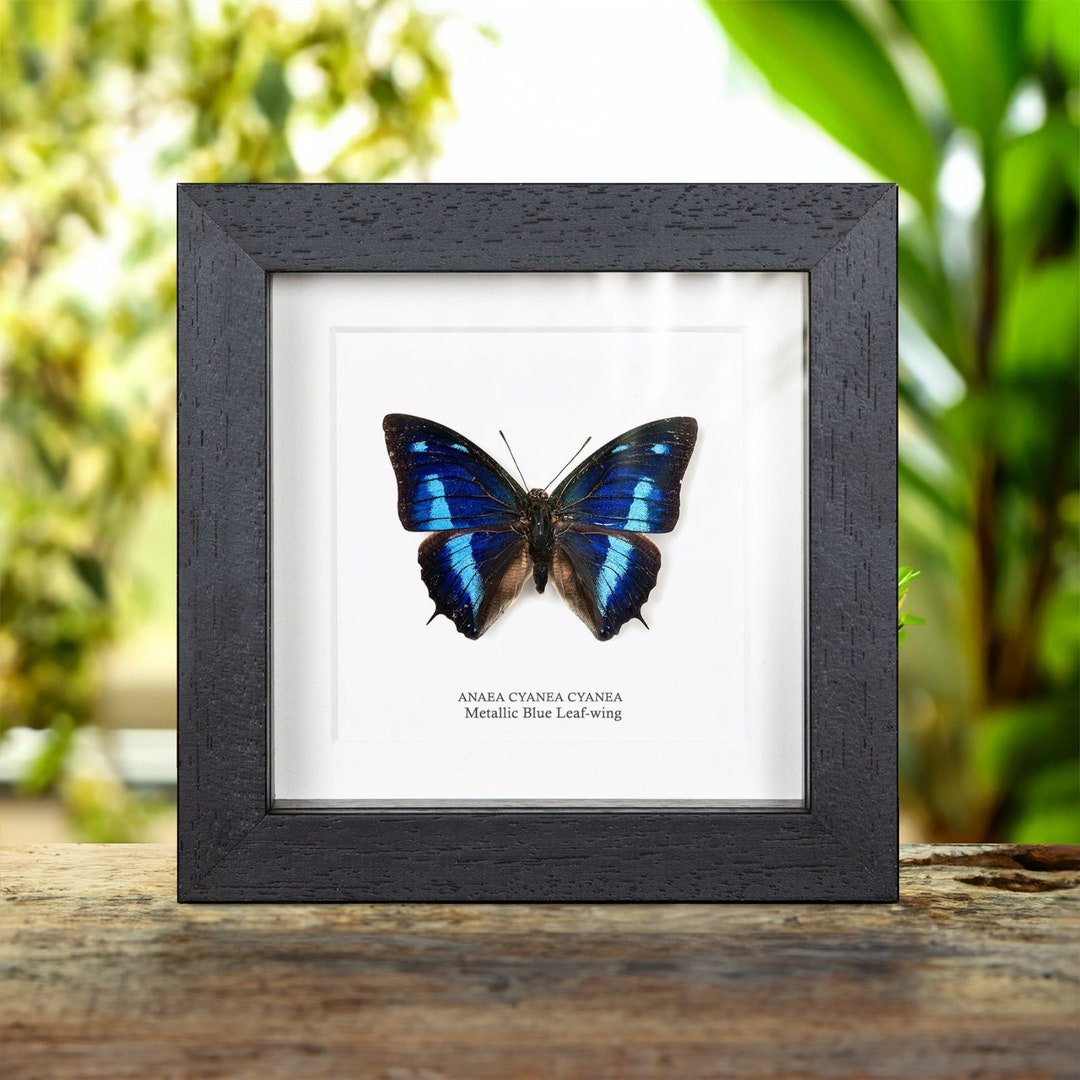 Metallic Blue Leaf-wing Butterfly in Box Frame (anaea Cyanea Cyanea) - Etsy