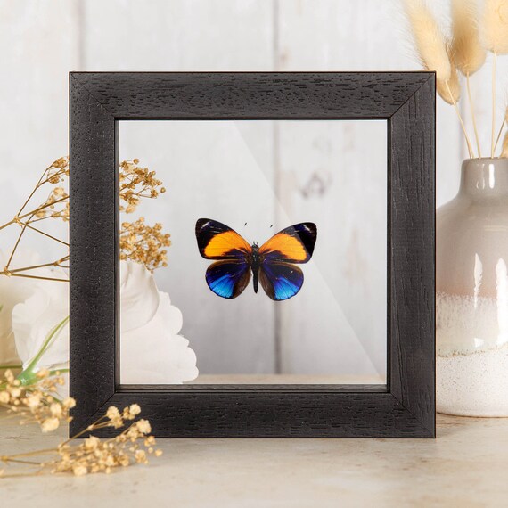 Dotted Glory Butterfly in Clear Glass Frame asterope Markii | Etsy