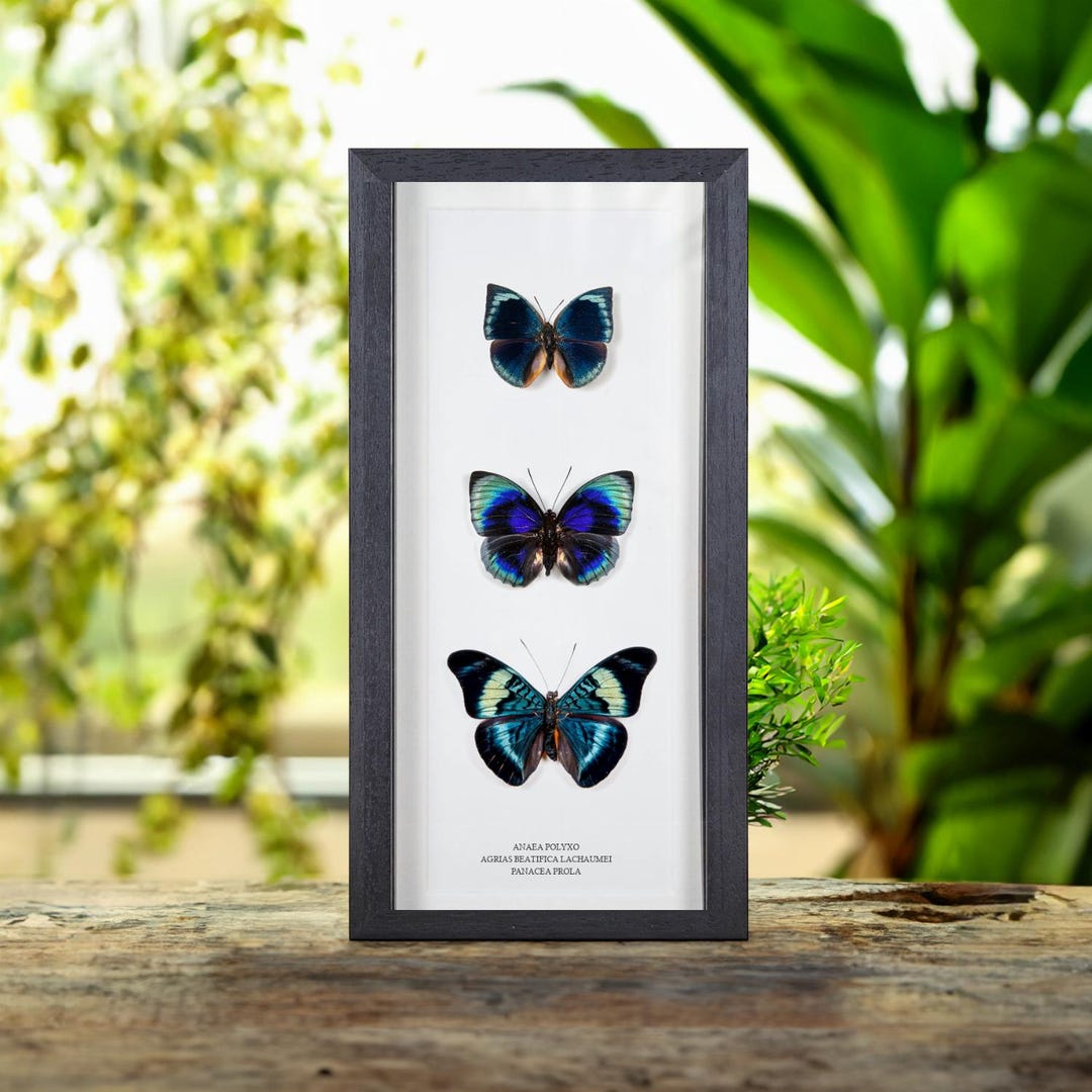 Multi Specimen Frame (anaea Polyxo, Agrias Beatifica Lachaumei ...