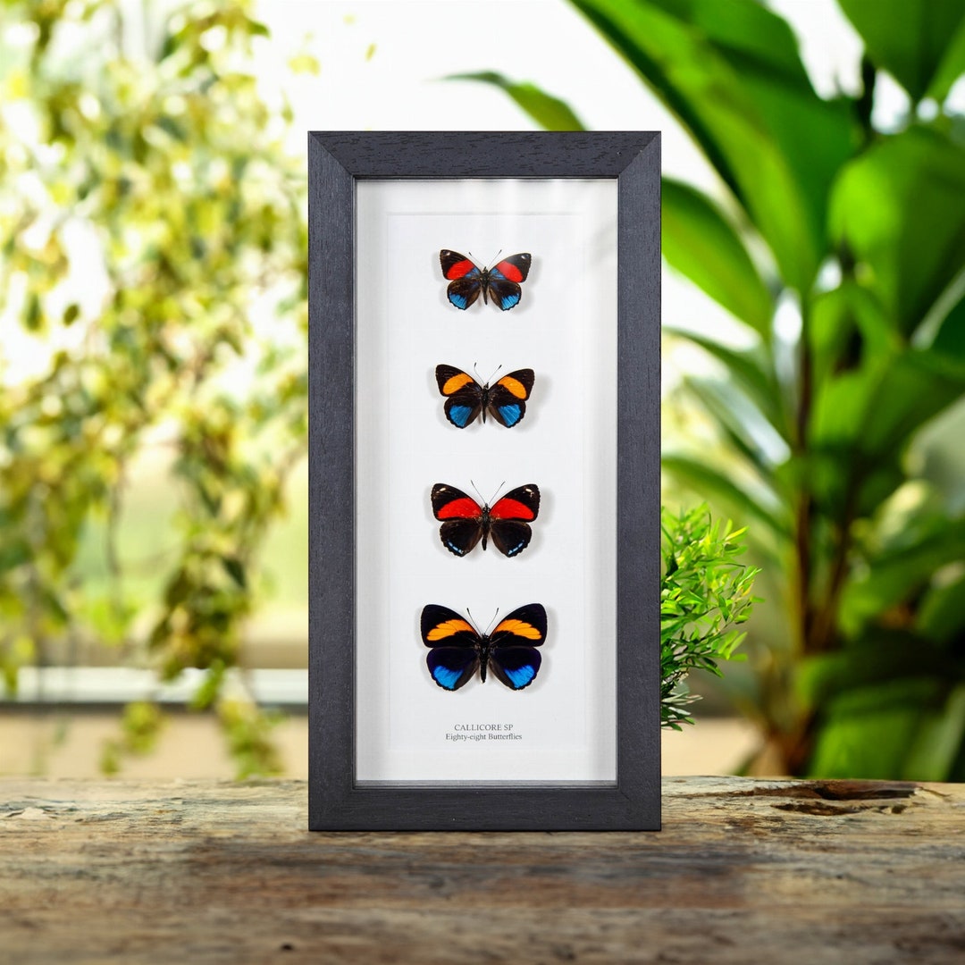 Eighty-eight Butterfly Quartet in Box Frame (callicore Sp) - Etsy