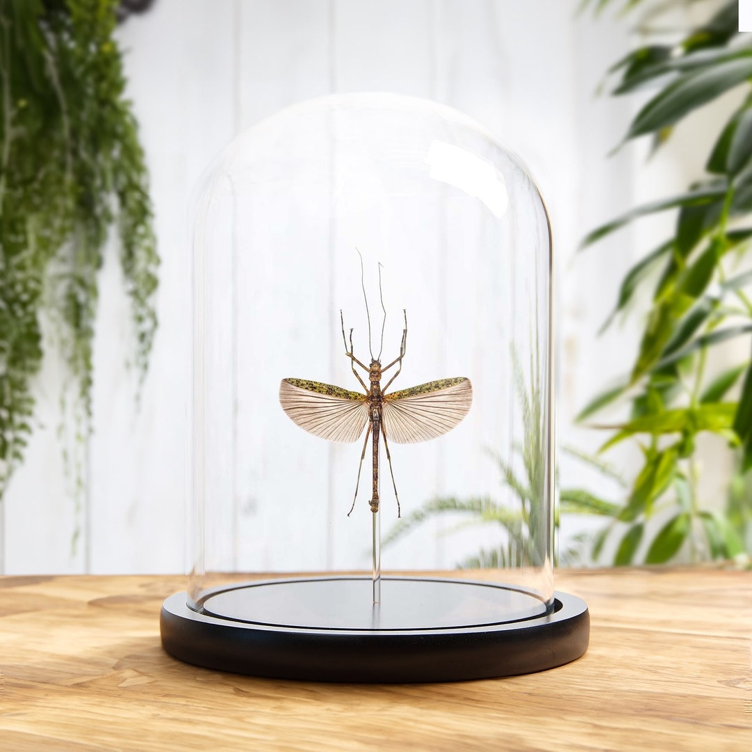 Black & Green Phasma Stick Insect in Glass Dome With Wooden Base ...