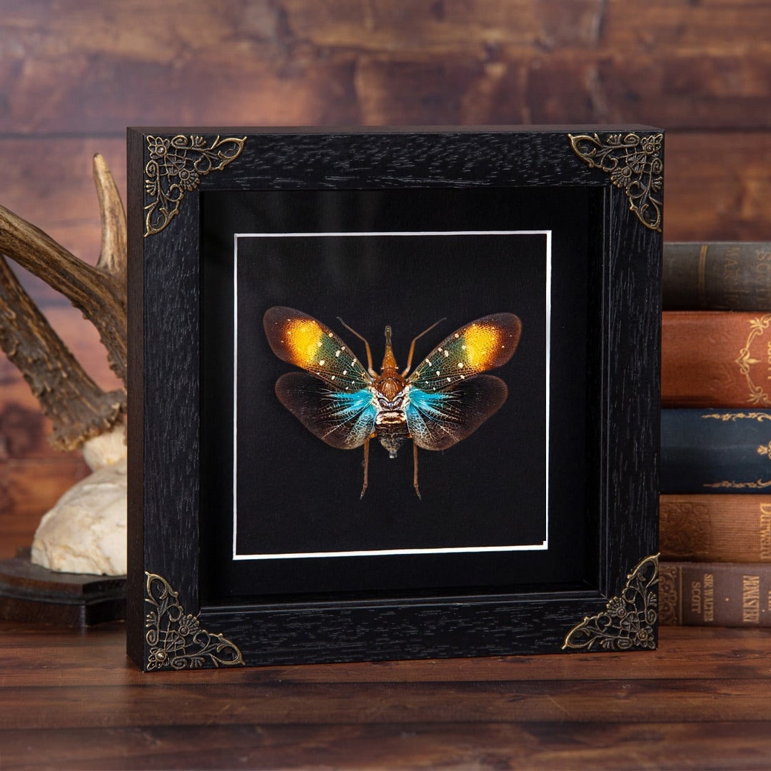 Planthopper in Baroque Style Frame pyrops Gunji - Etsy