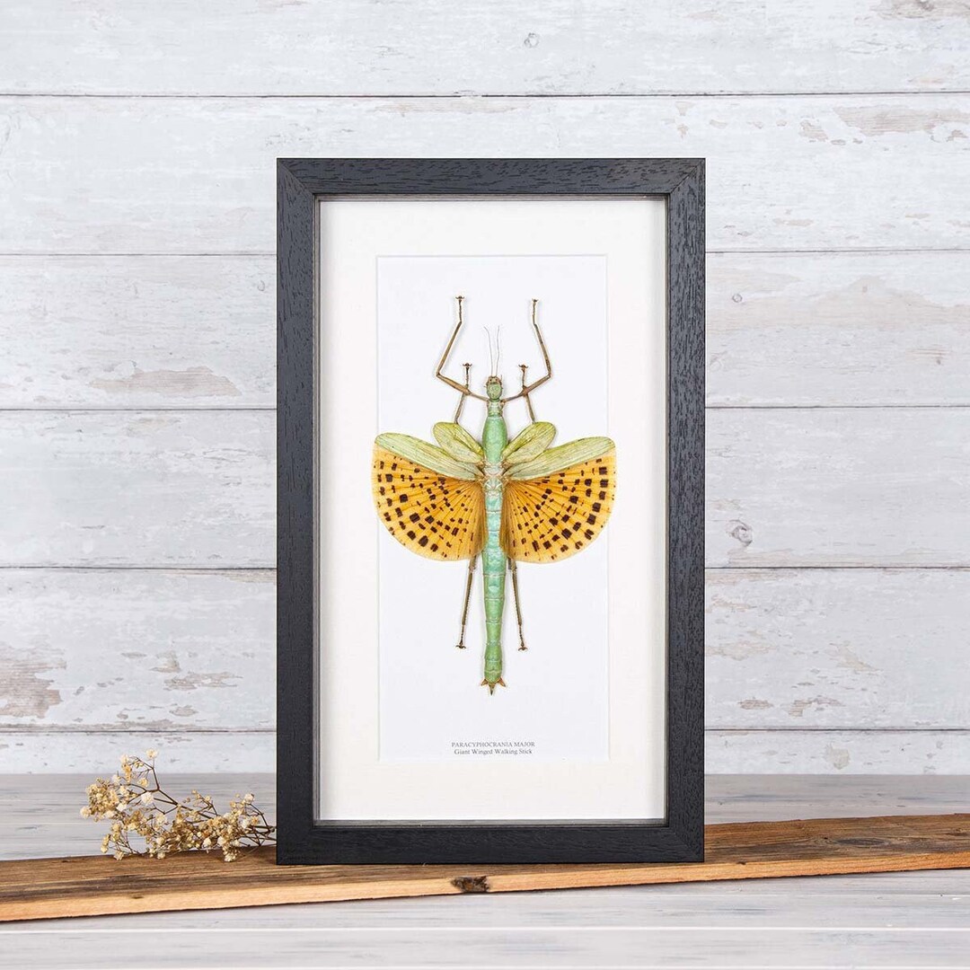 Giant Winged Walking Stick in Box Frame paracyphocrania - Etsy