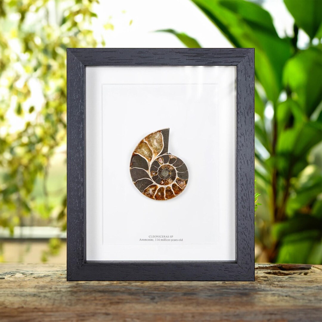 Ammonite Cut & Polished Fossil in Box Frame (cleoniceras Sp) - Etsy