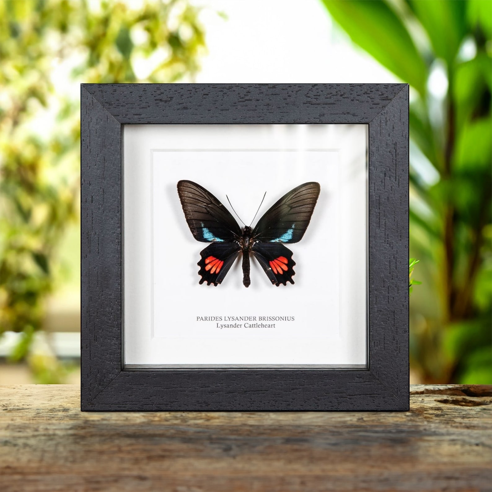 Lysander Cattleheart in Box Frame parides Lysander Brissonius - Etsy