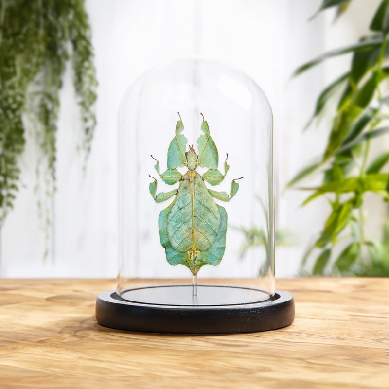 Glass Insects - Etsy