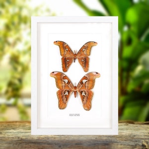 Filipino Atlas Moth Male & Female Pair in Box Frame (attacus Lemairei ...