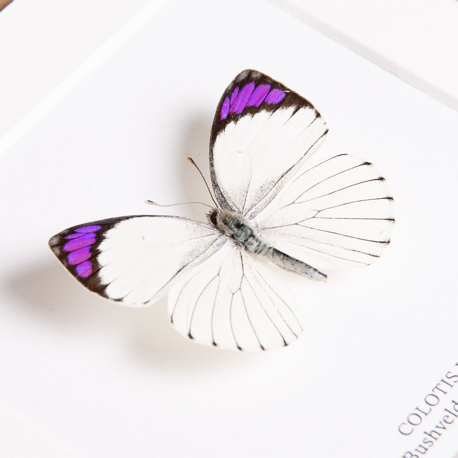 Bushveld Purple Tip Butterfly in Box Frame (colotis Ione) - Etsy