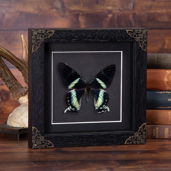 Alcides Orontes Moth in Baroque Style Frame From Maluku | Etsy