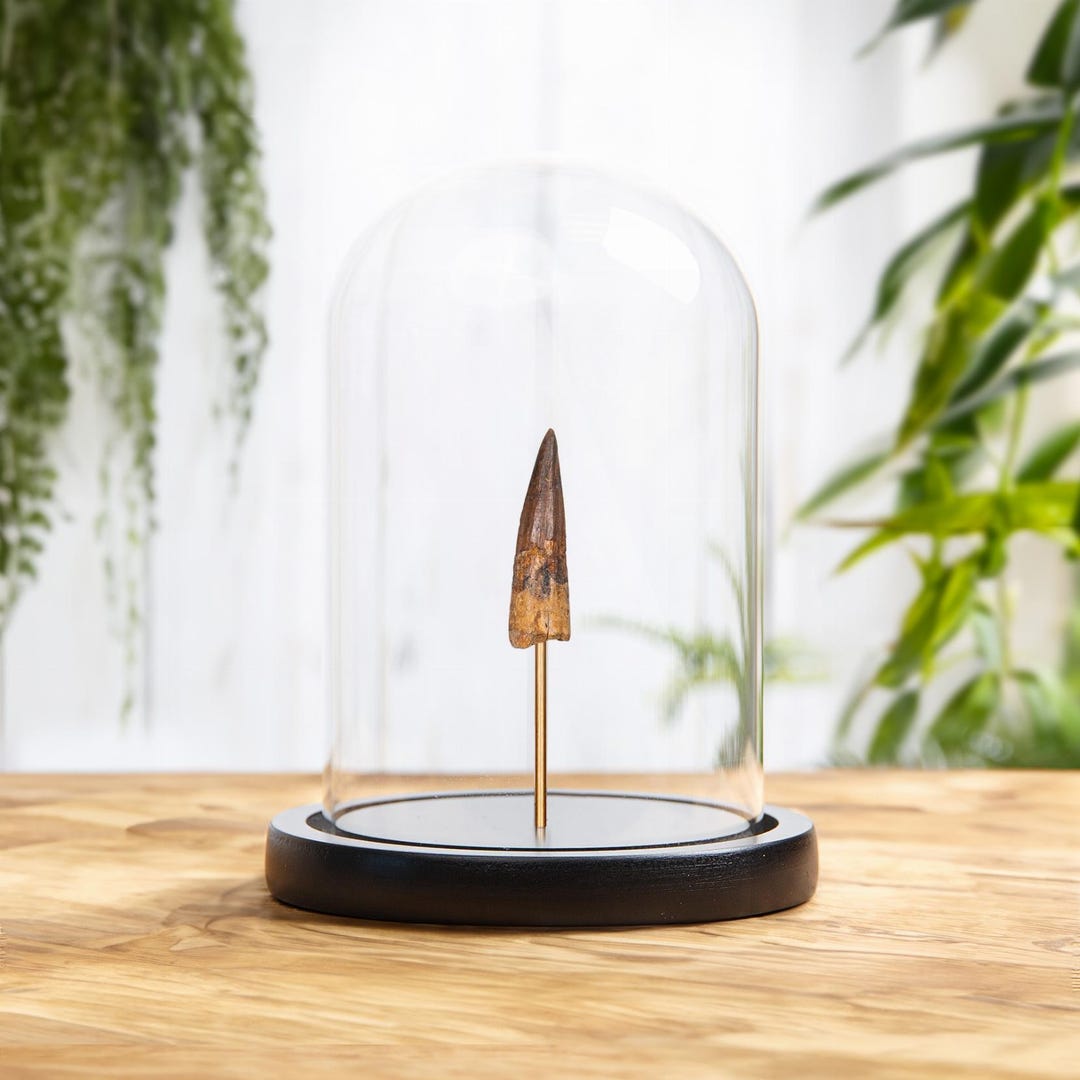 Spinosaurus Dinosaur Tooth Fossil in Glass Dome (spinosaurus ...