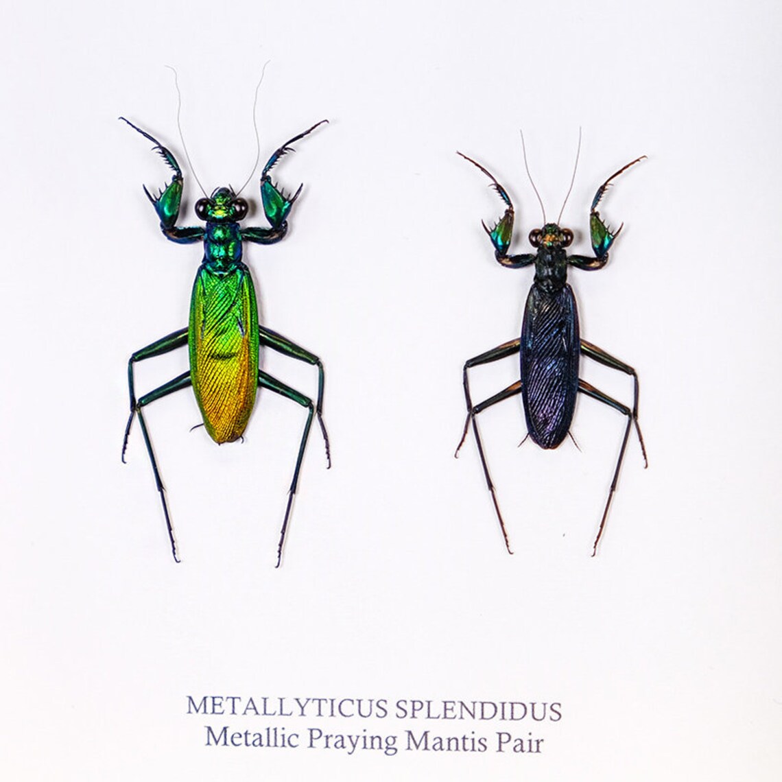 Metallic Praying Mantis Pair in Box Frame metallyticus - Etsy