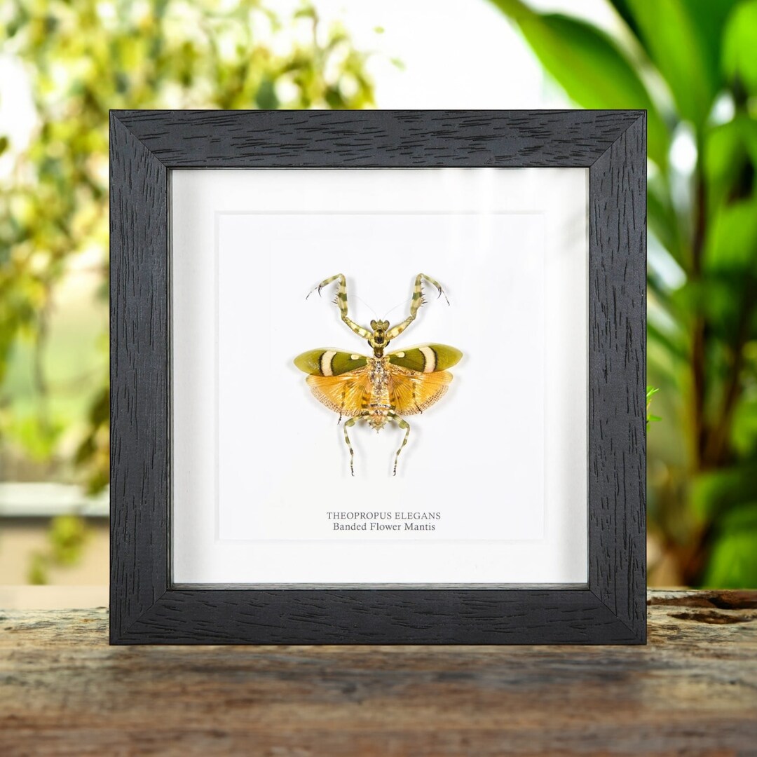 Banded Flower Mantis in Box Frame (theopropus Elegans) - Etsy