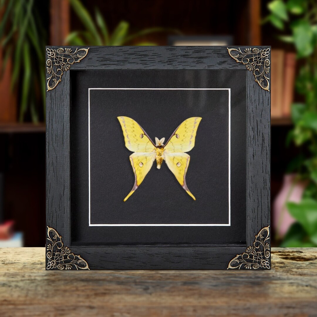 Male Golden Moon Moth in Baroque Style Frame actias Sinensis - Etsy