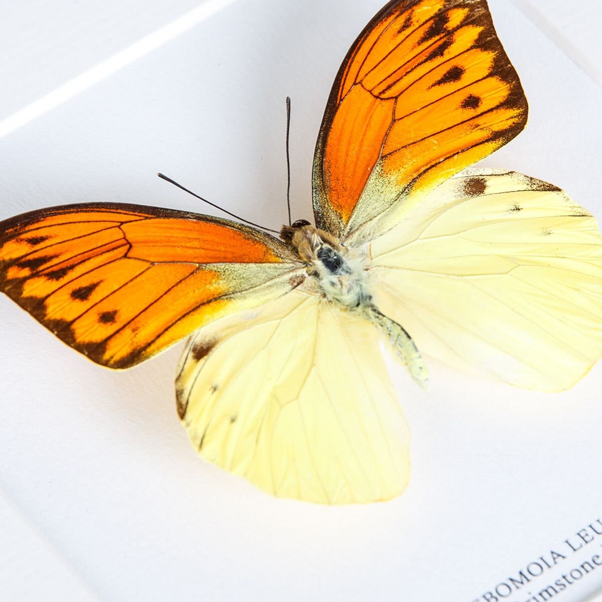 Brimstone Wing Butterfly in Box Frame (hebomoia Leucippe) - Etsy