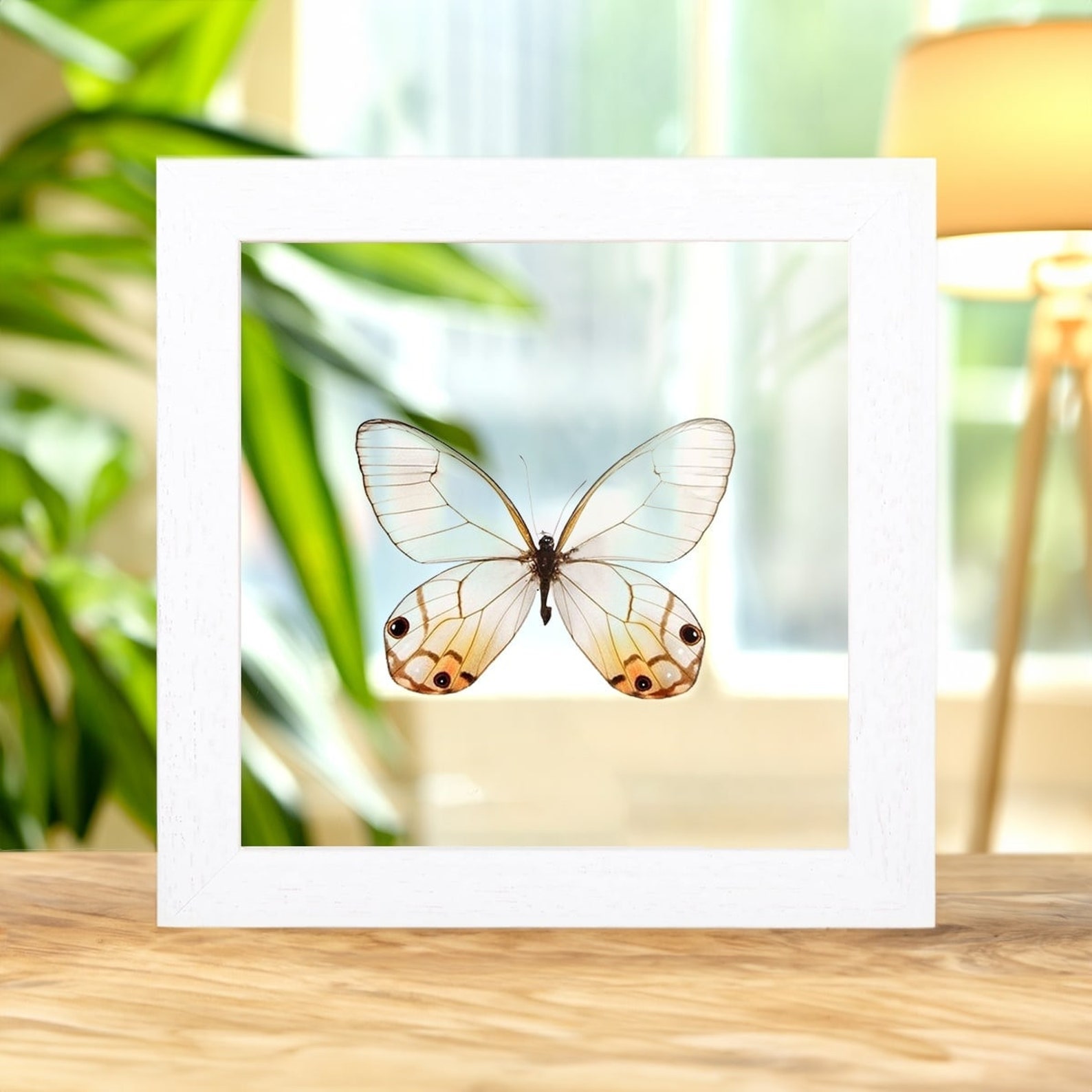 The Amber Phantom Butterfly in Clear Glass Box Frame (haetera Piera) - Etsy
