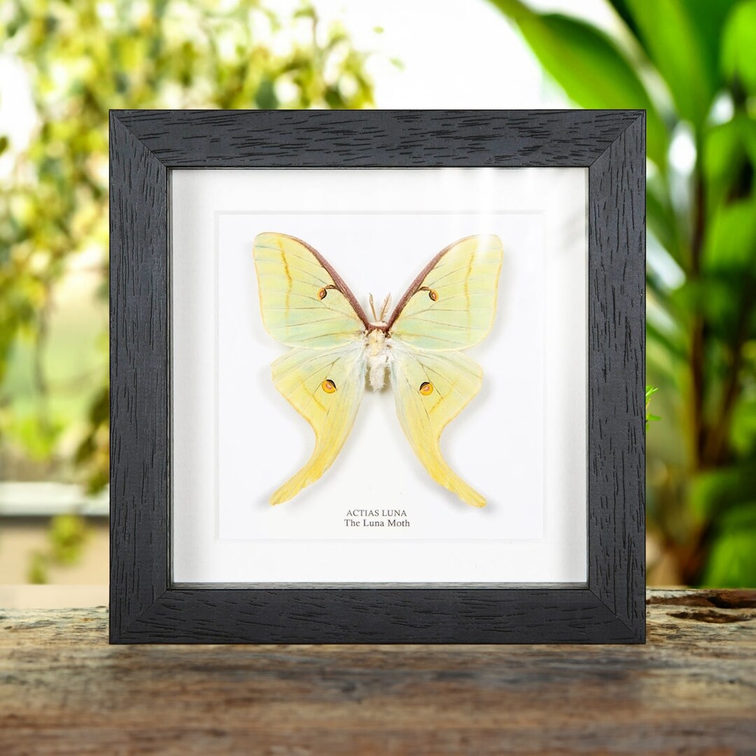 The Luna Moth in Box Frame (actias Luna) - Etsy