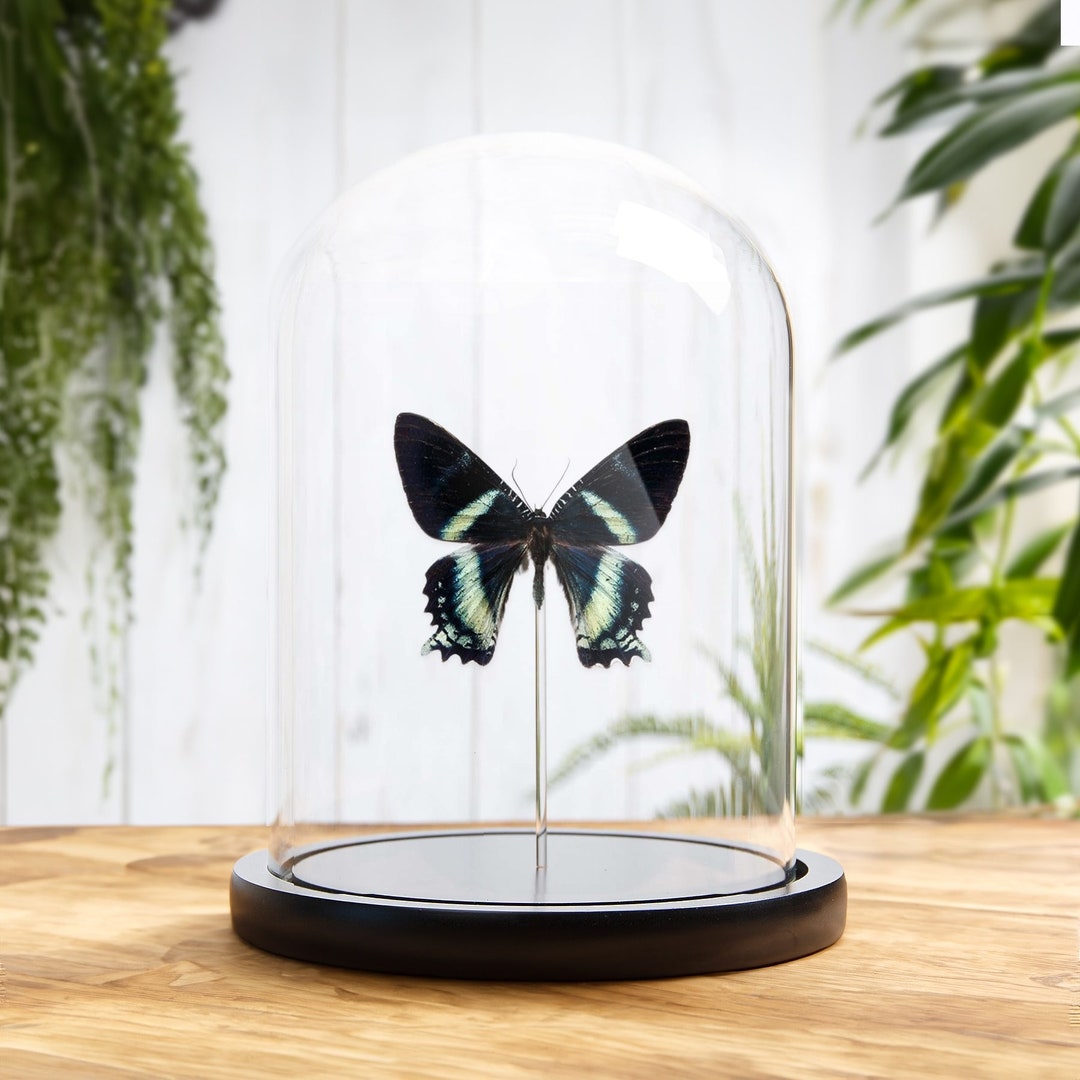 Alcides Orontes Moth in Glass Dome From Maluku Islands - Etsy