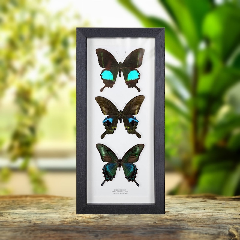 Framed Butterflies - Etsy