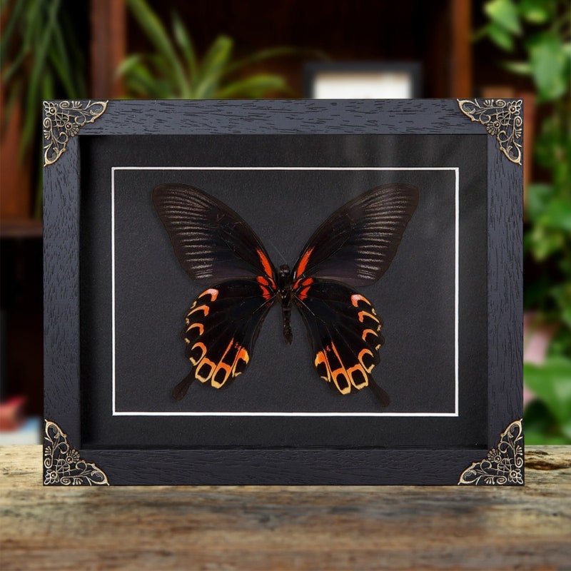 Real Butterfly Framed - Etsy