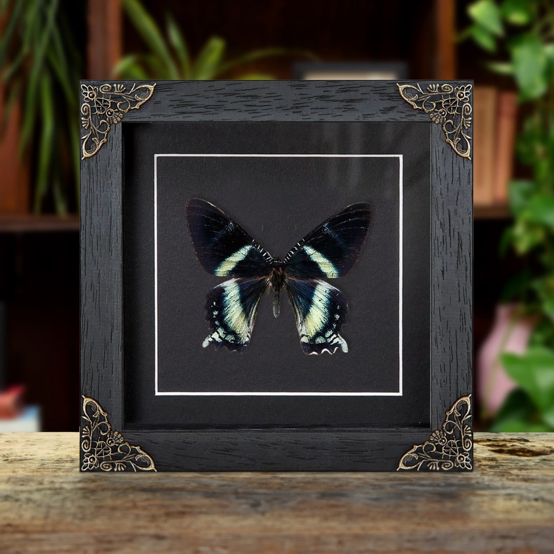 Alcides Orontes Moth in Baroque Style Frame From Maluku Islands - Etsy