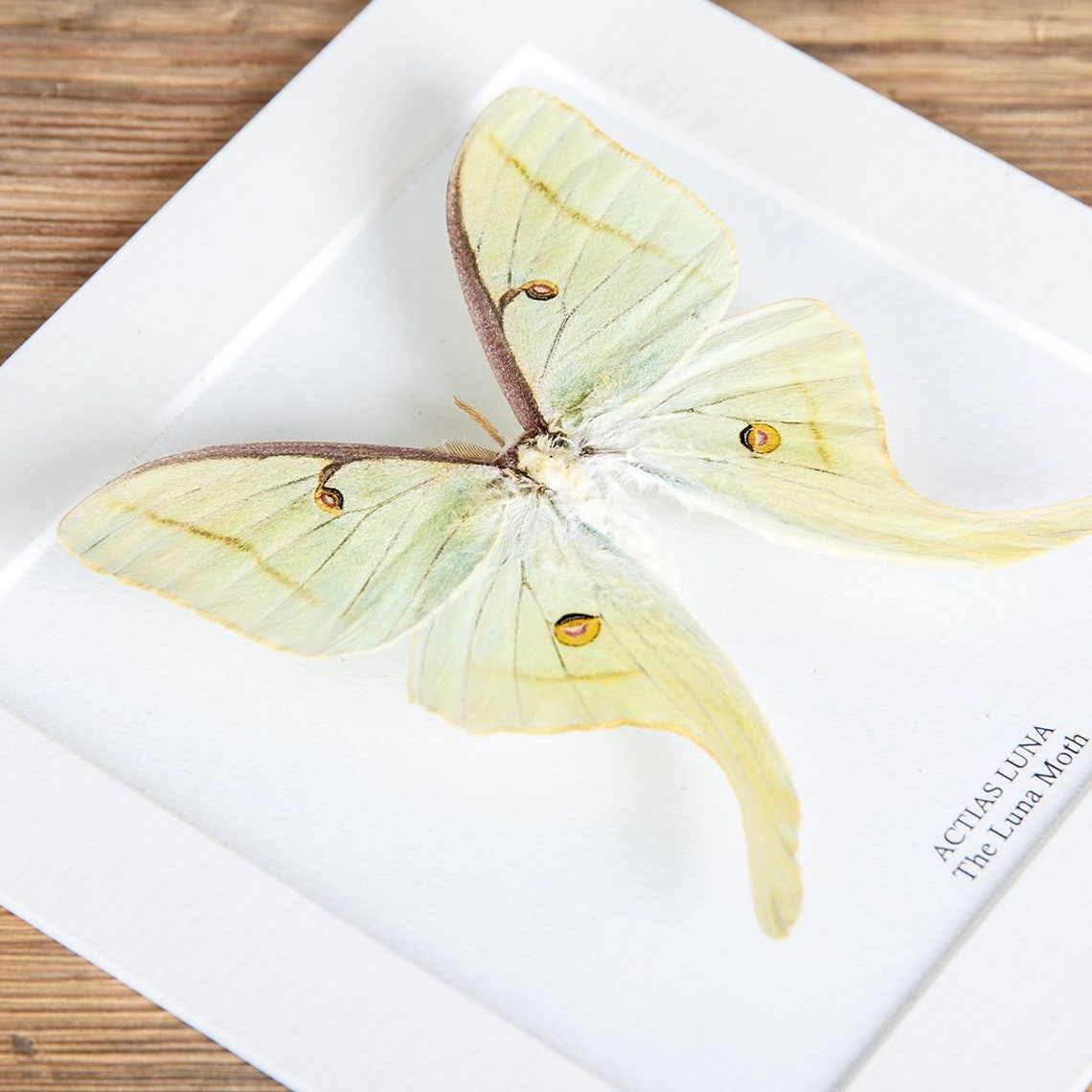 The Luna Moth in Box Frame actias Luna - Etsy