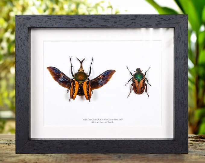 African Scarab Beetle in Box Frame megalorhina Harrisi Procera - Etsy