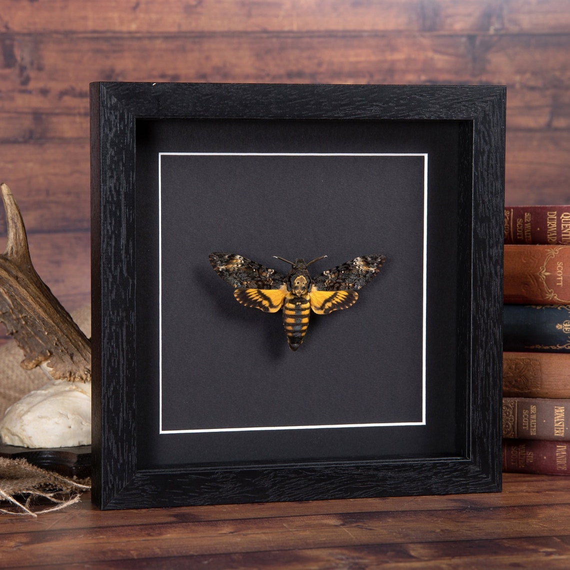 Deaths Head Hawk Moth on Black Background in Box Frame - Etsy