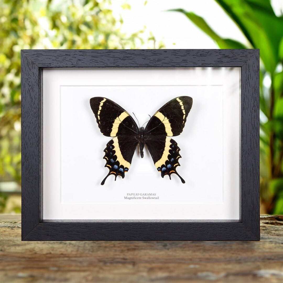 Magnificent Swallowtail Butterfly in Box Frame (papilio Garamas) - Etsy