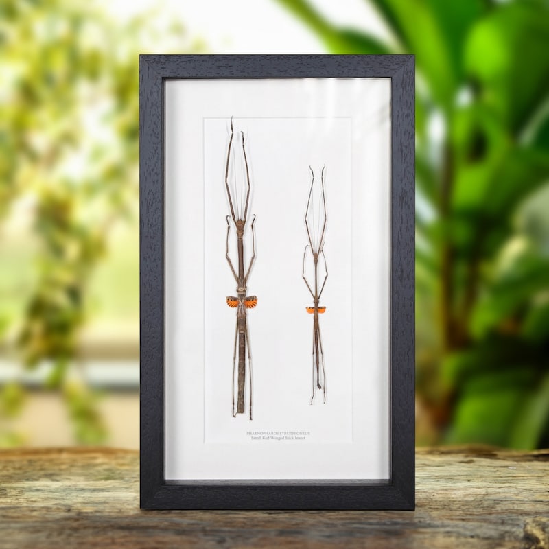 Stick Bug Mount - Etsy