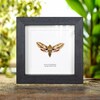 Pink Silkmoth in Baroque Style Frame (automeris Frankae) - Etsy