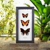 Pink Silkmoth in Baroque Style Frame (automeris Frankae) - Etsy
