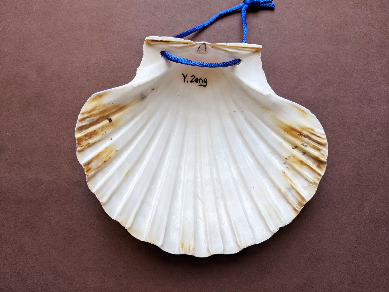 Hand Painted Shell-blue and White-hand Painted Seashell-scallop Shell ...