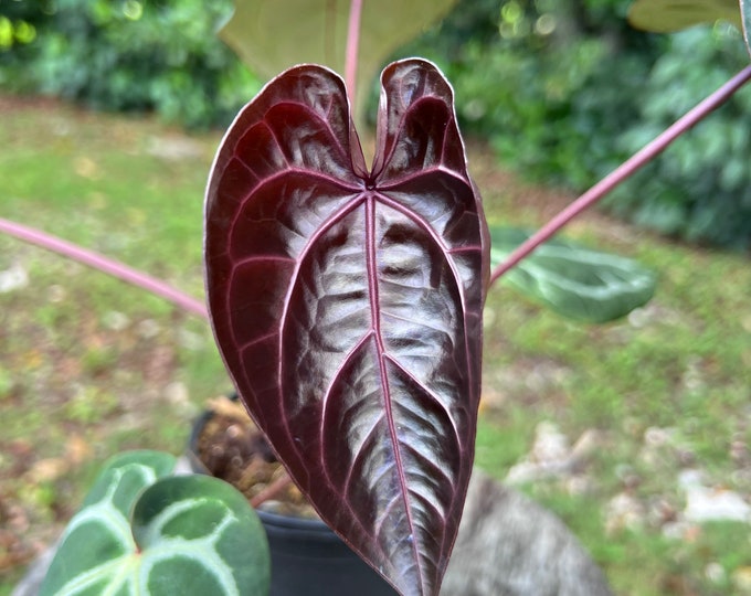 Anthurium Red Velvet Cake x Zara con etiqueta de autenticidad / Envío ...
