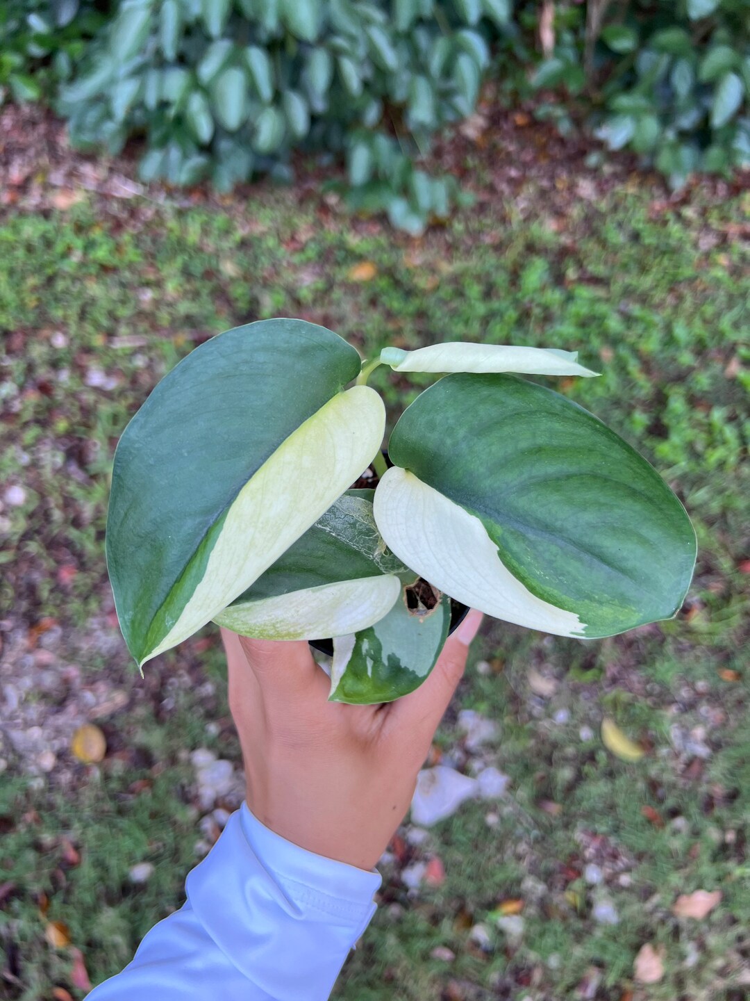 Scindapsus Jade Albo Variegated Christina08garden Ship: Monday ...