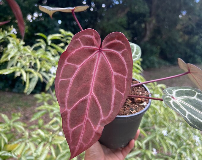 Anthurium Red Crystallinum X Zara With Doc Block Tag Ship: Monday ...