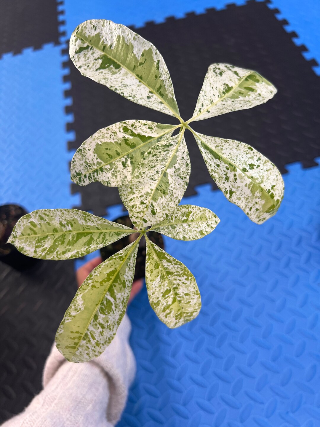 Variegated Money Tree A1 on Sale Christinas Garden - Etsy
