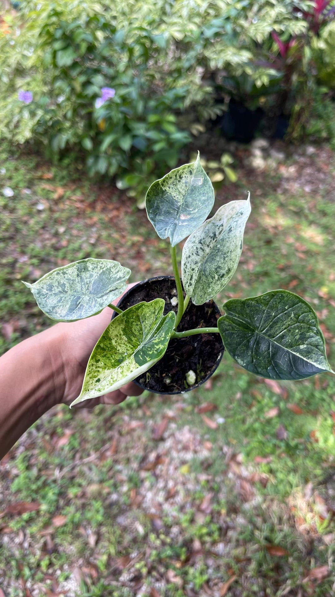 Alocasia Baginda Dragon Scale Mint Variegated Christina08garden on Sale ...