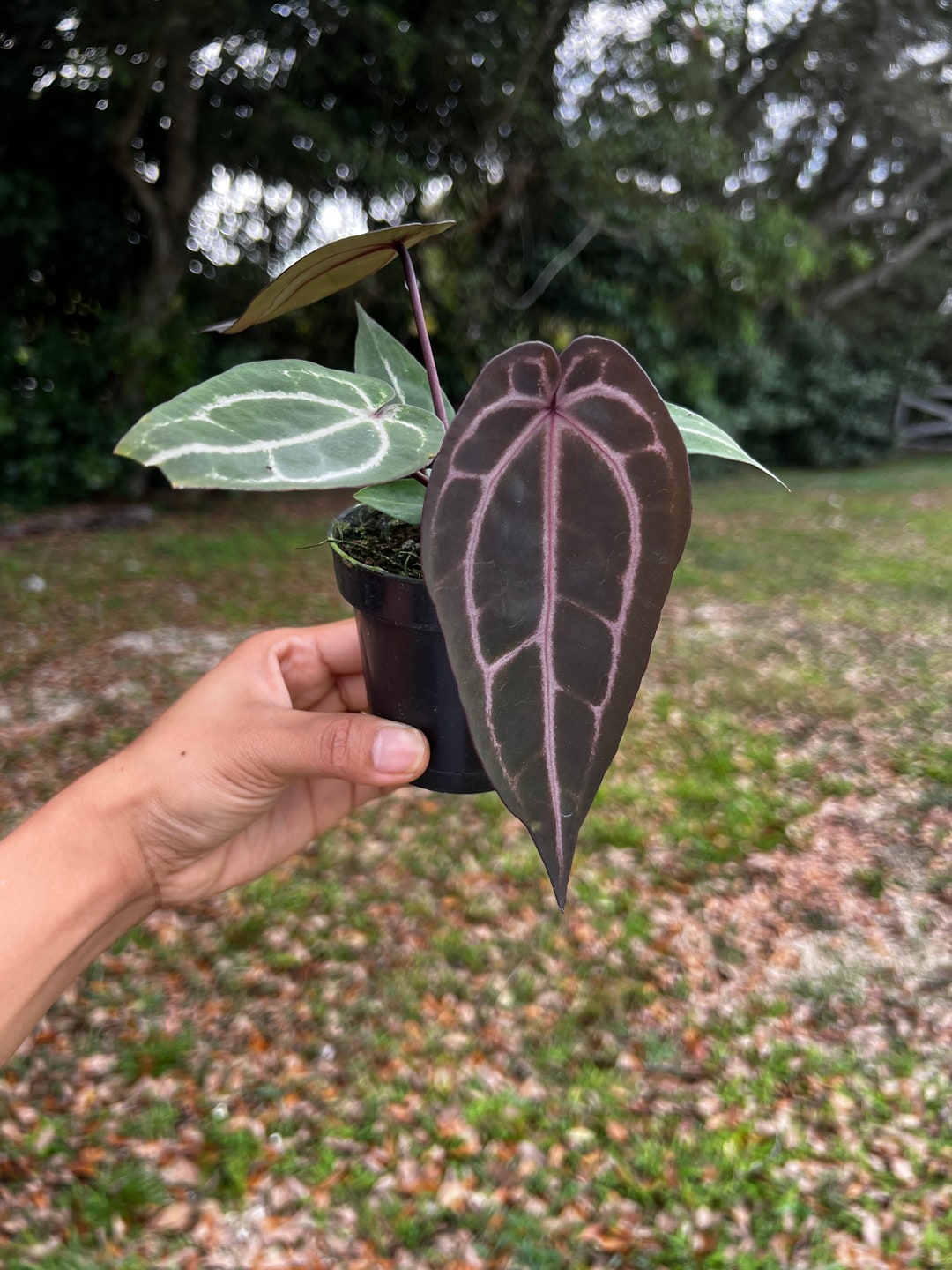 Anthurium Red Velvet Cake X Zara With Authenticity Tag Ship: Monday ...